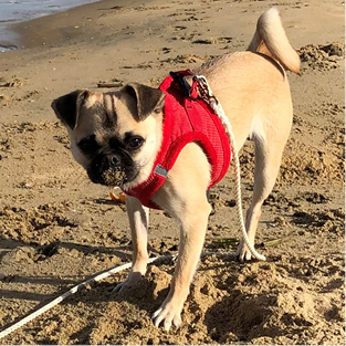 Photo Fundraiser | City of Irvine